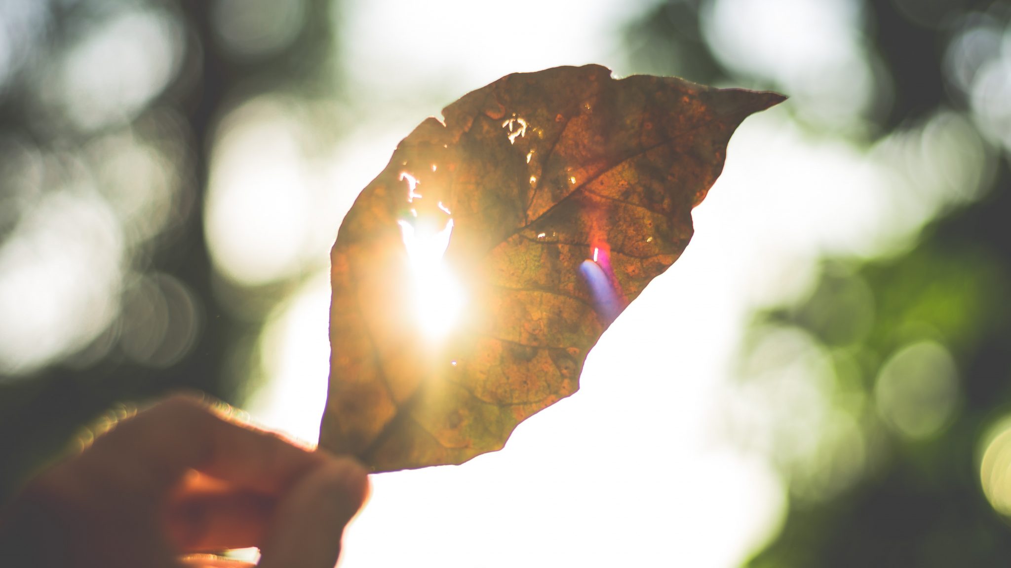 High Contrast Photography: Mastering the Art of Light and Shadow