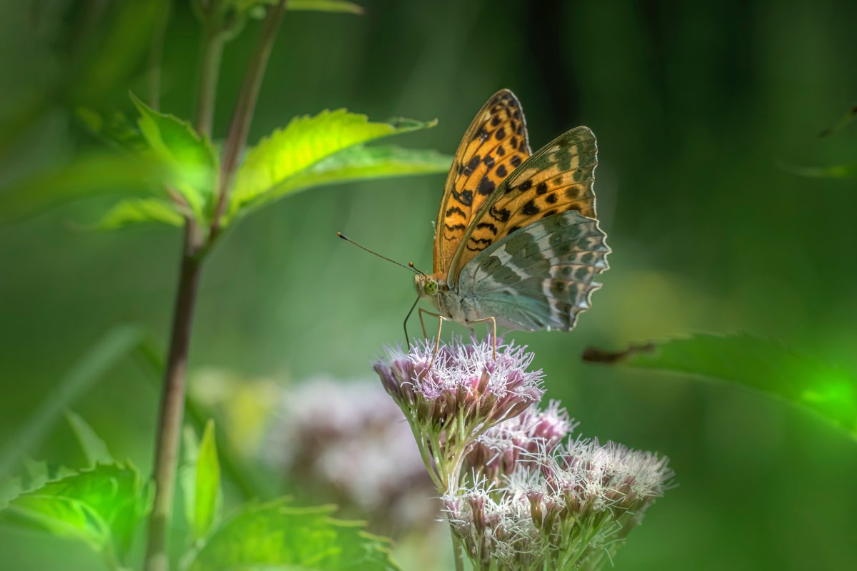 Guide to Macro Photography - Photogpedia