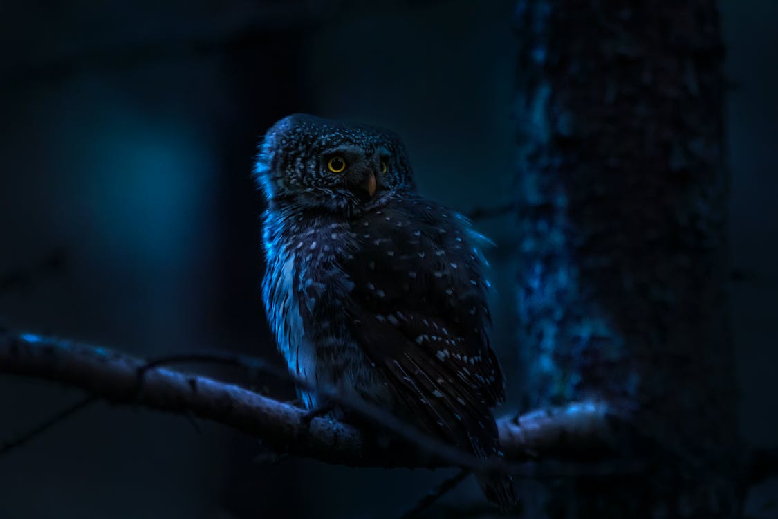Night Wildlife Photography - Photogpedia