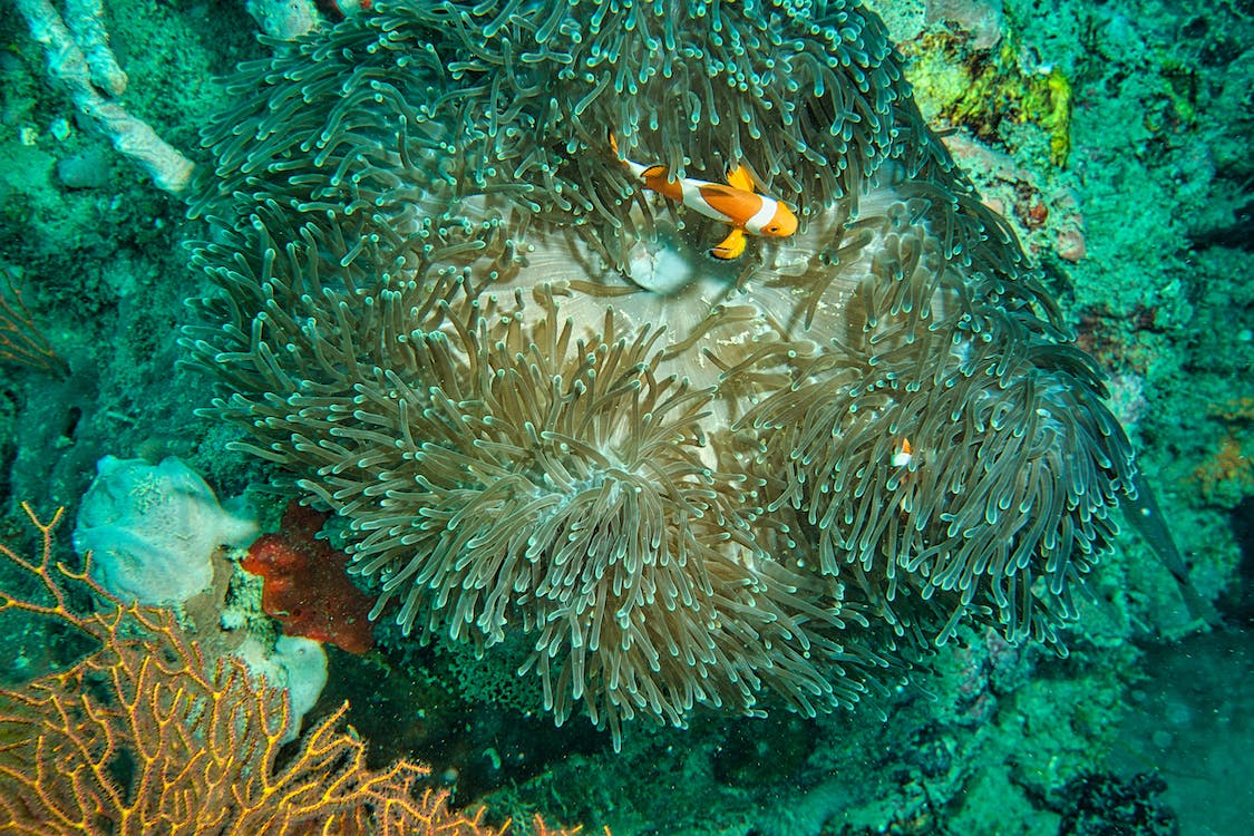 Marine Life Underwater Photography - Photogpedia
