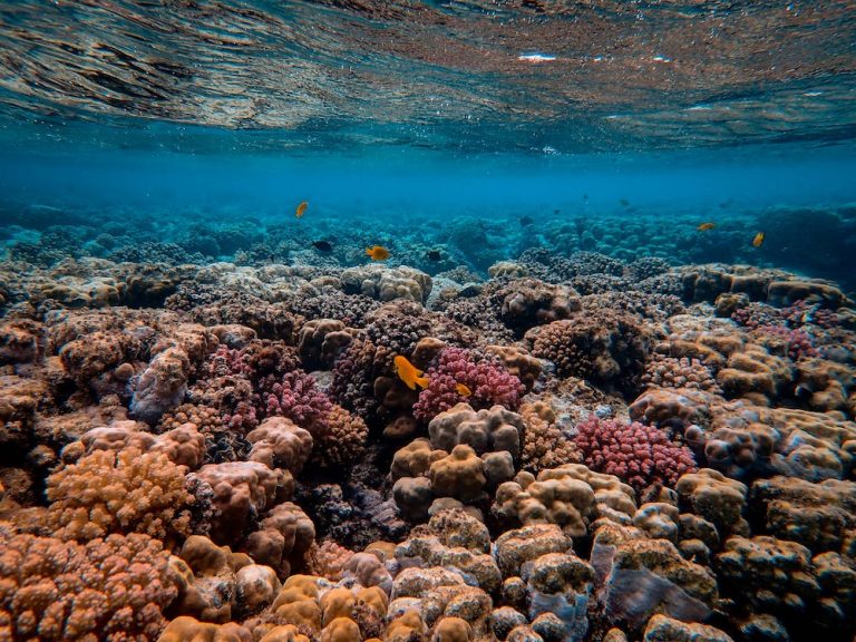 Marine Life Underwater Photography - Photogpedia