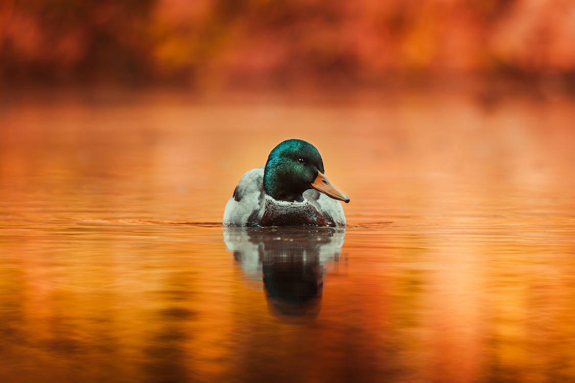 Wildlife Photography Reflection Shots - Photogpedia